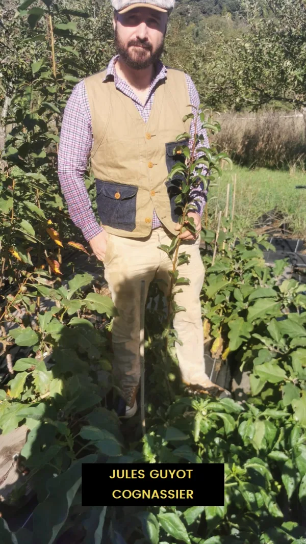 Poirier d’Eté DOCTEUR JULES GUYOT – PEPINIERE PIERRE ET LILI