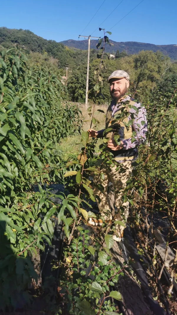 Prunier Quetsche Italie – PEPINIERE PIERRE ET LILI